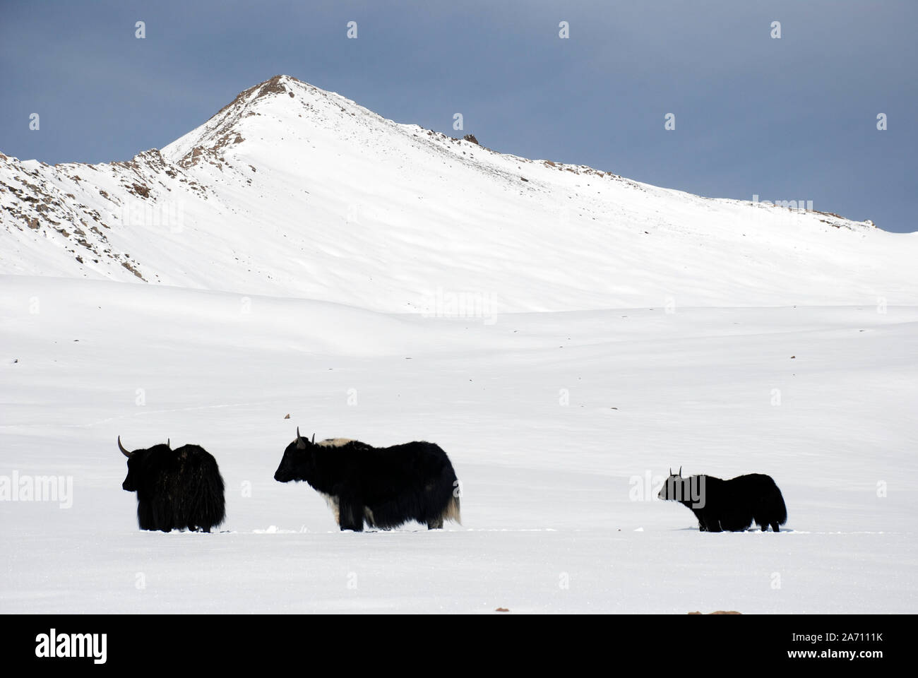 Yak in the snow hi-res stock photography and images - Alamy