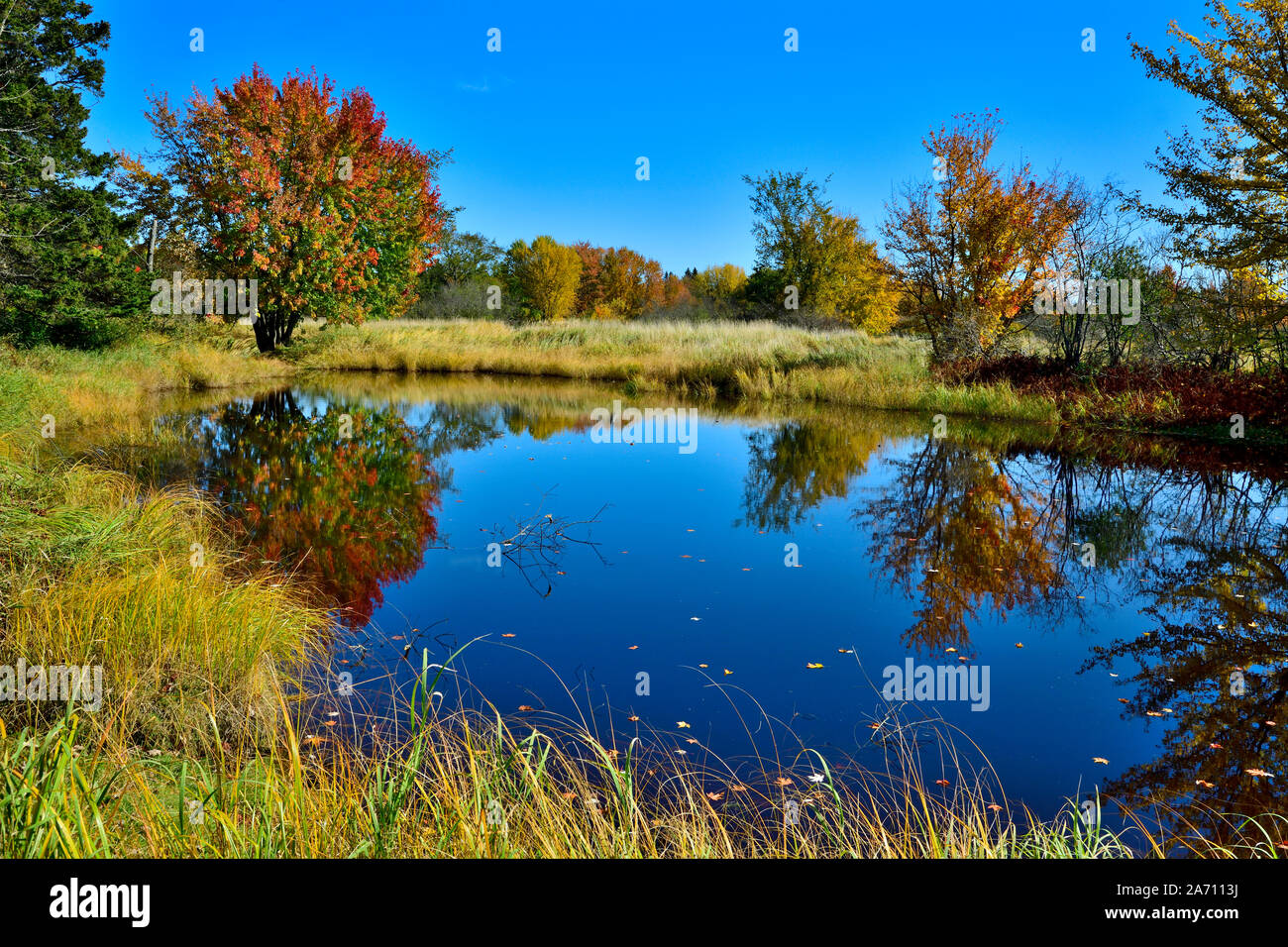 A horizontal landscape image of a maple tree with its leaves turning ...