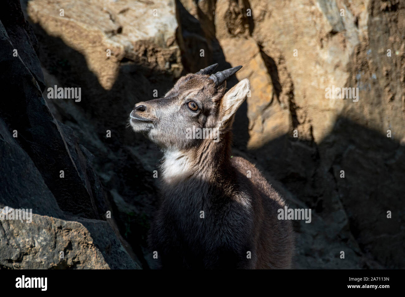 Alpine ibex cliff hi-res stock photography and images - Alamy