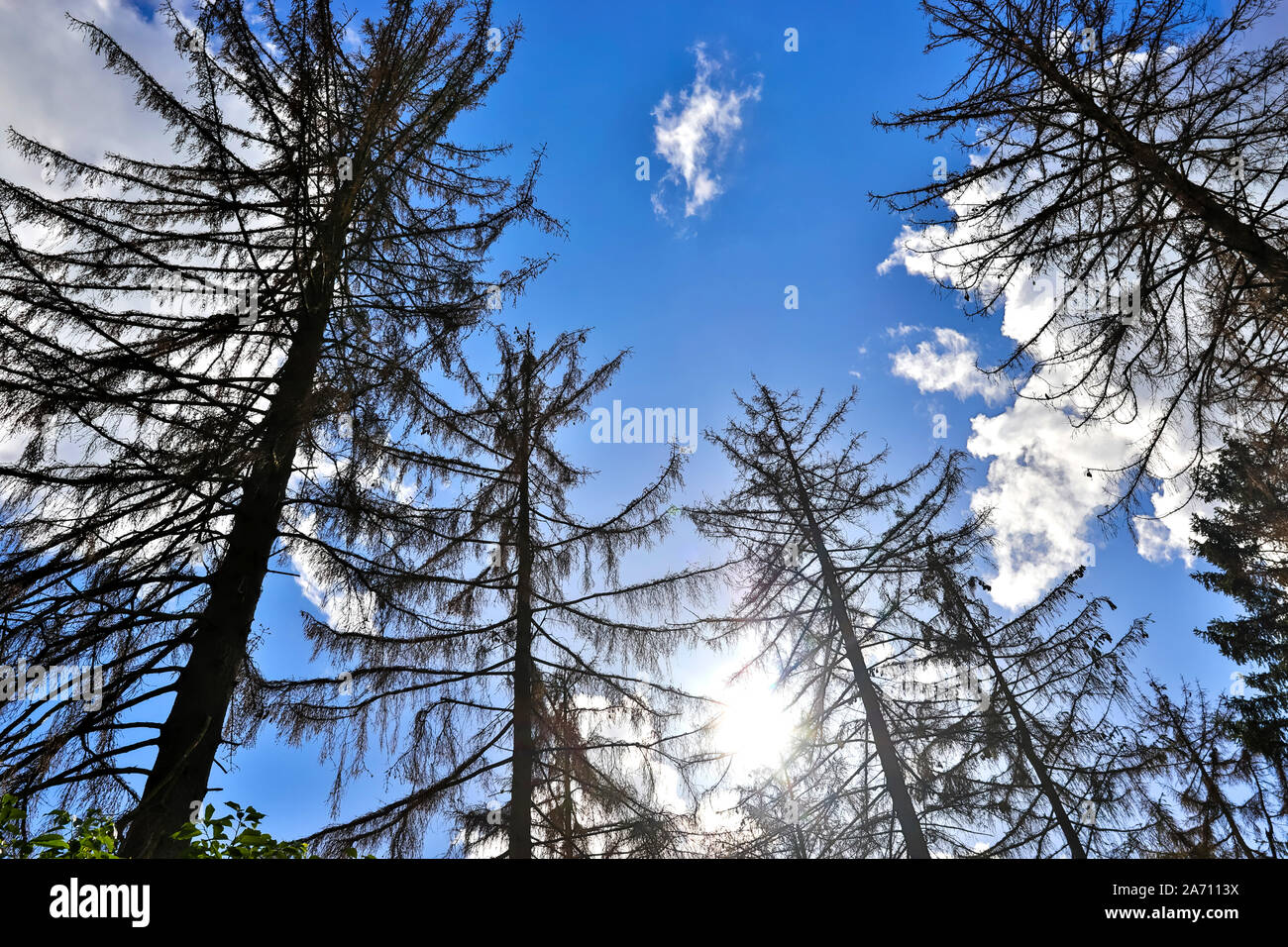 Dead blue beetle hi-res stock photography and images - Alamy