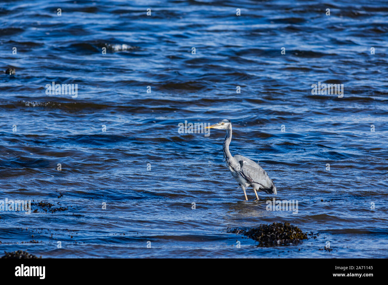 Grey Heron standing in the river Bann, Castlerock, County Londonderry ...