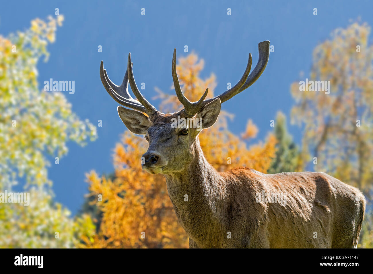 Italy deer hi-res stock photography and images - Alamy