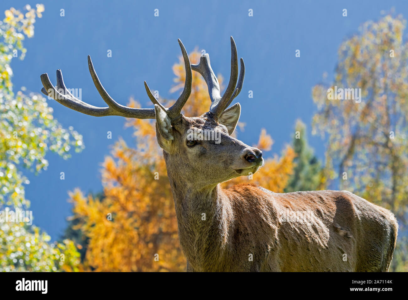 Close-up portrait of red deer (Cervus elaphus) stag / male in forest ...