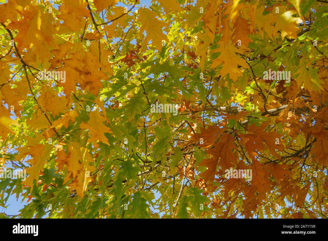 Autumn oak leaves with different colours Stock Photo - Alamy
