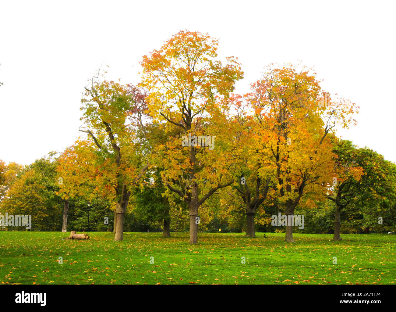 London, UK. 28th Oct, 2019. Trees in London's Hyde Park give some real ...