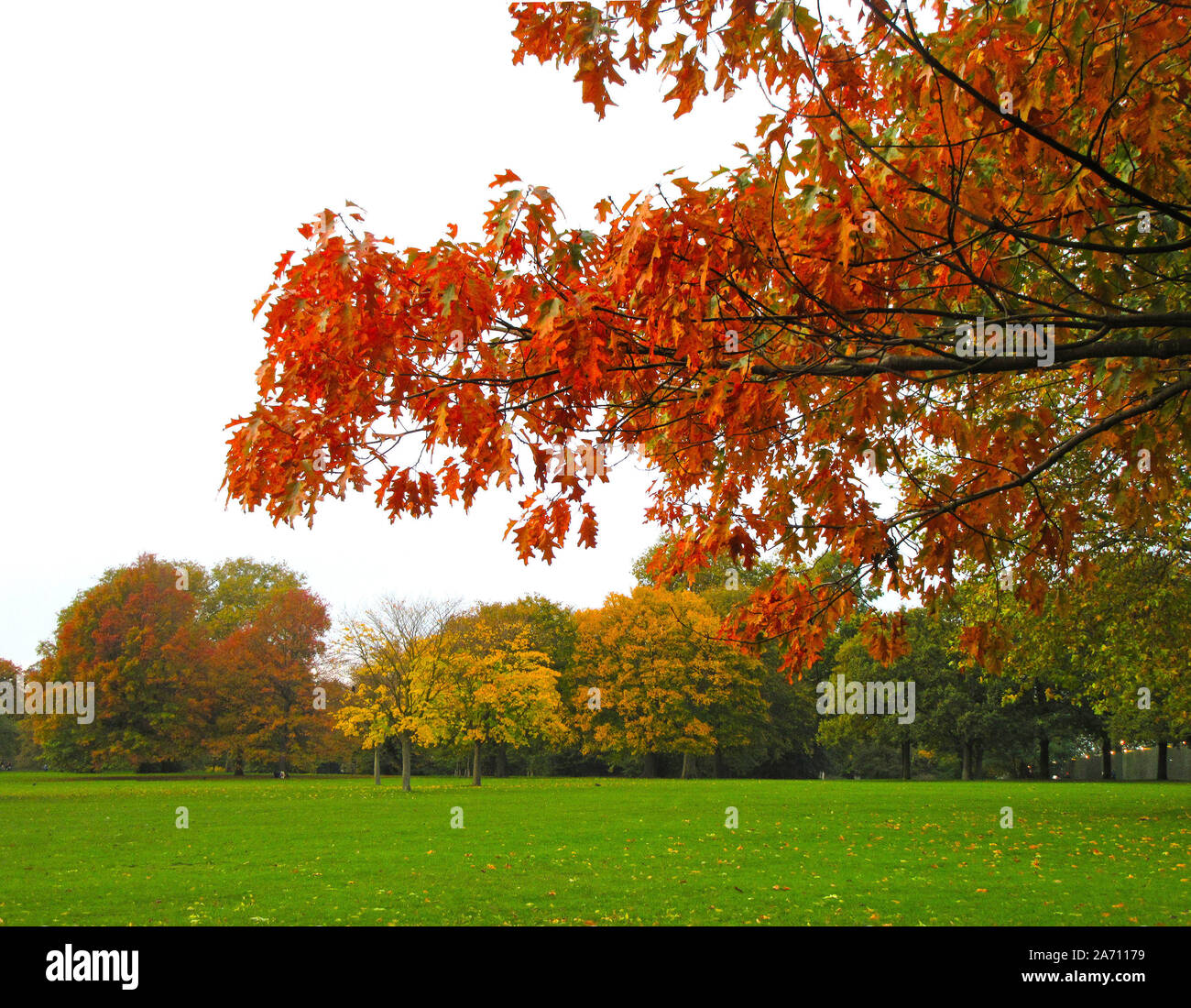 London, UK. 28th Oct, 2019. Red leaves lead to orange hues as Trees in ...