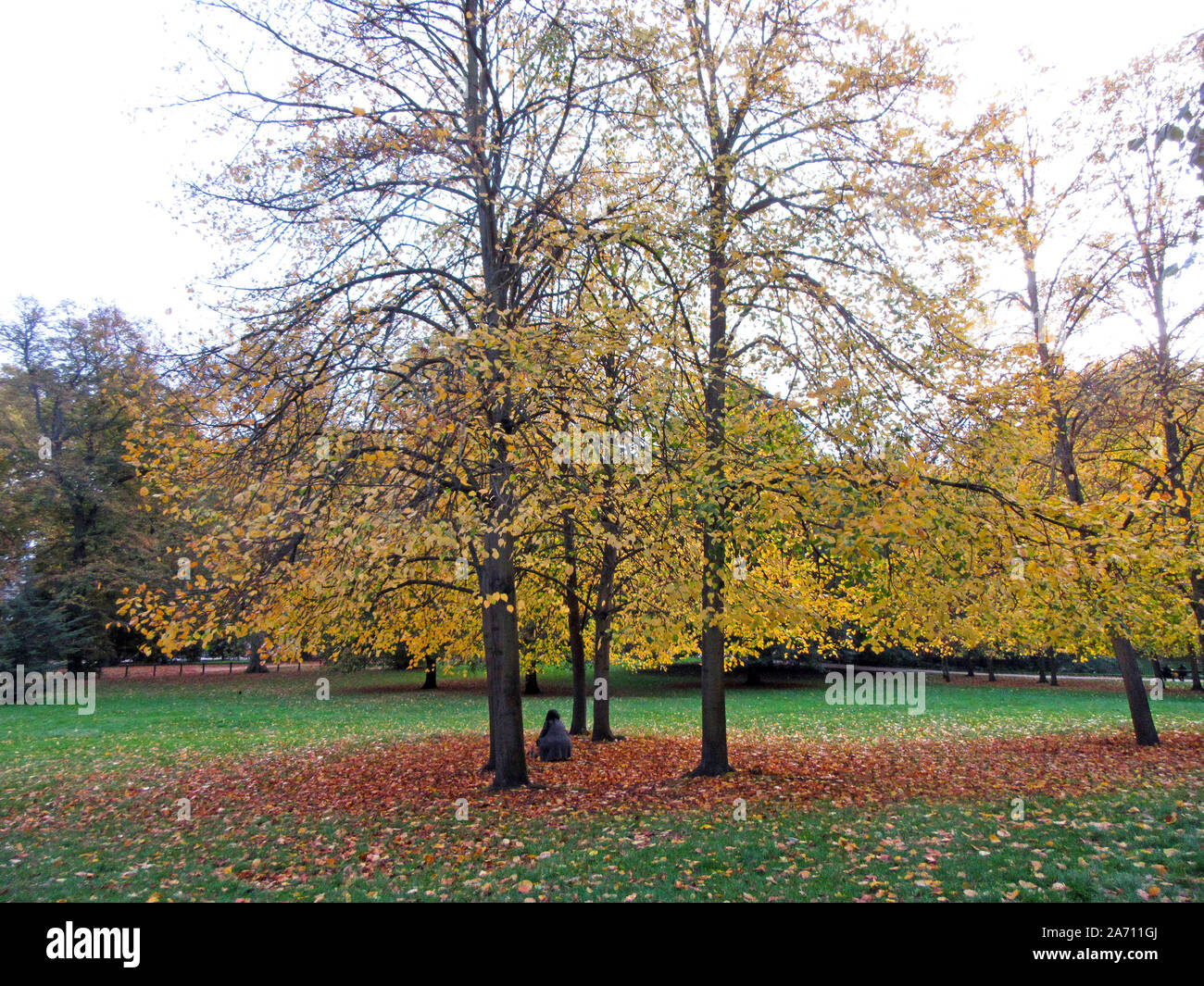 London, UK. 28th Oct, 2019. Trees in London's Hyde Park give some real ...