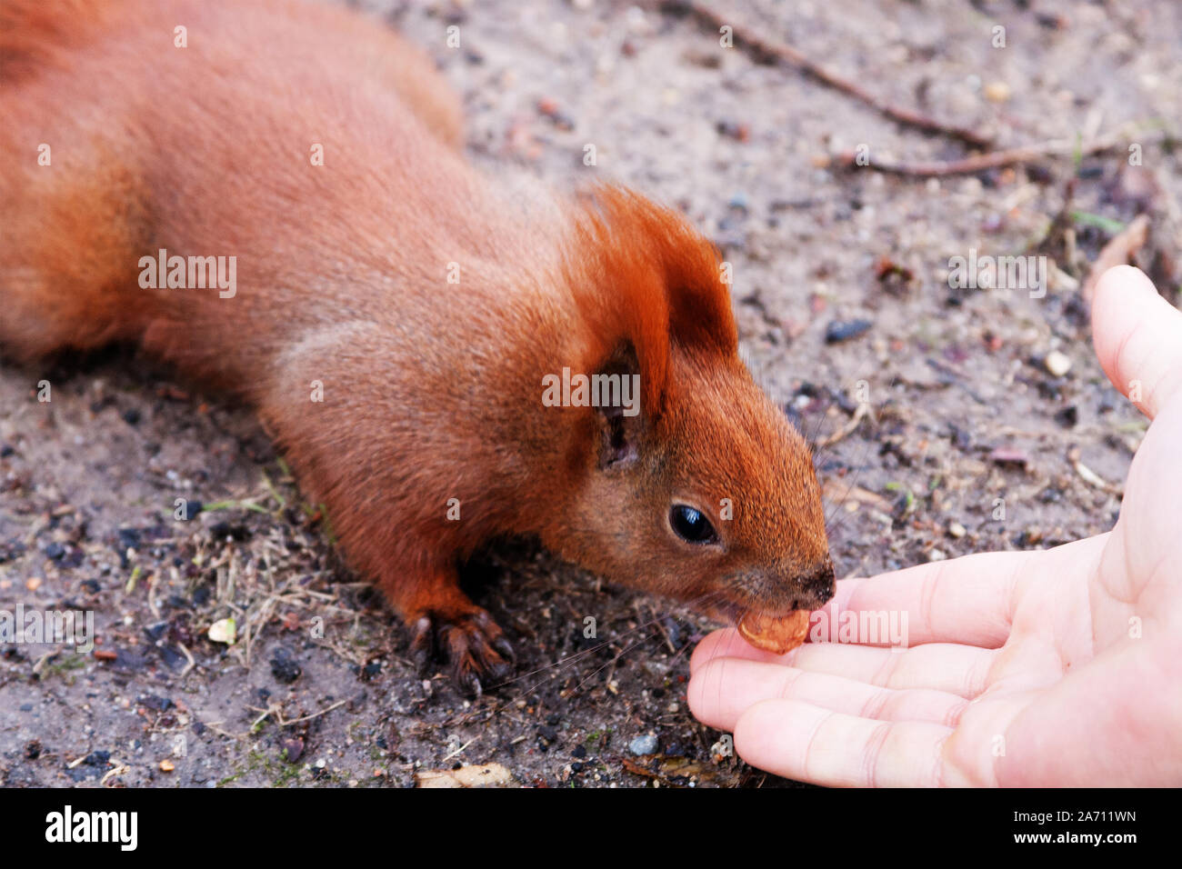 Squirrel eating from hand hi-res stock photography and images - Alamy