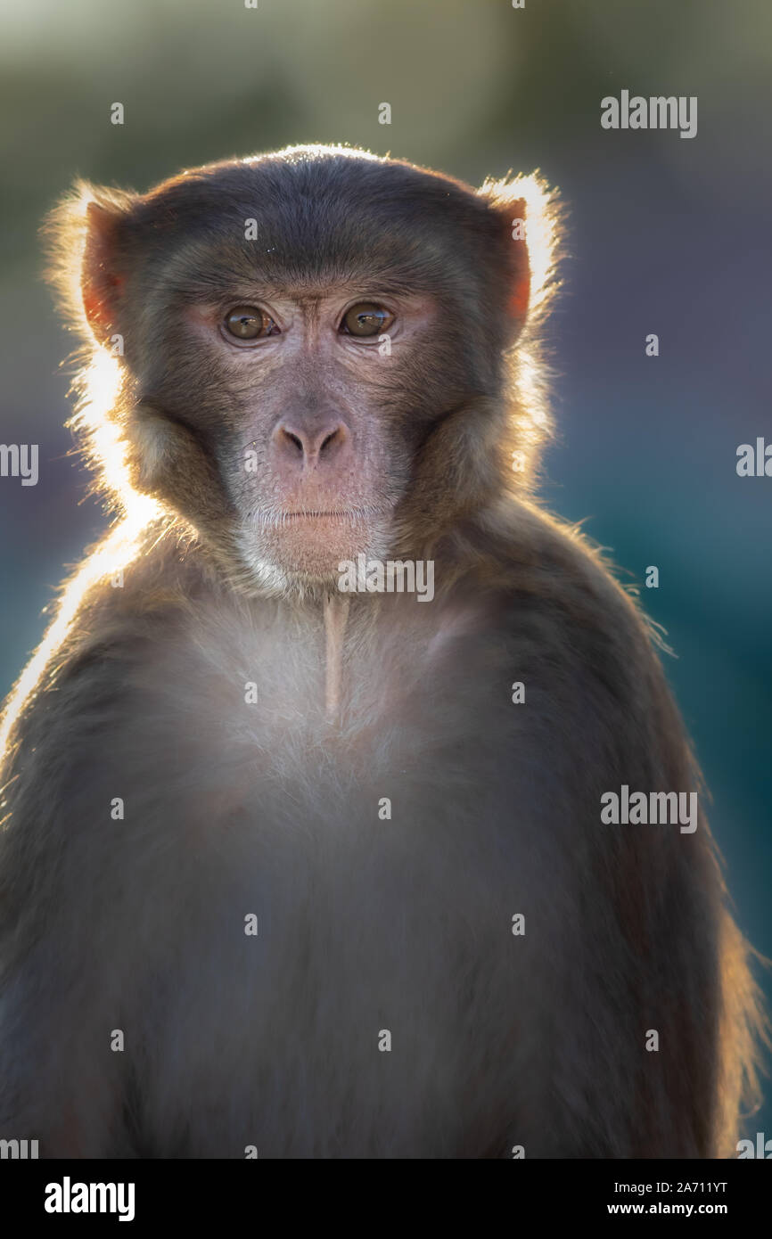 Indian Macaque monkey posing with backlit and great facial detail Stock ...