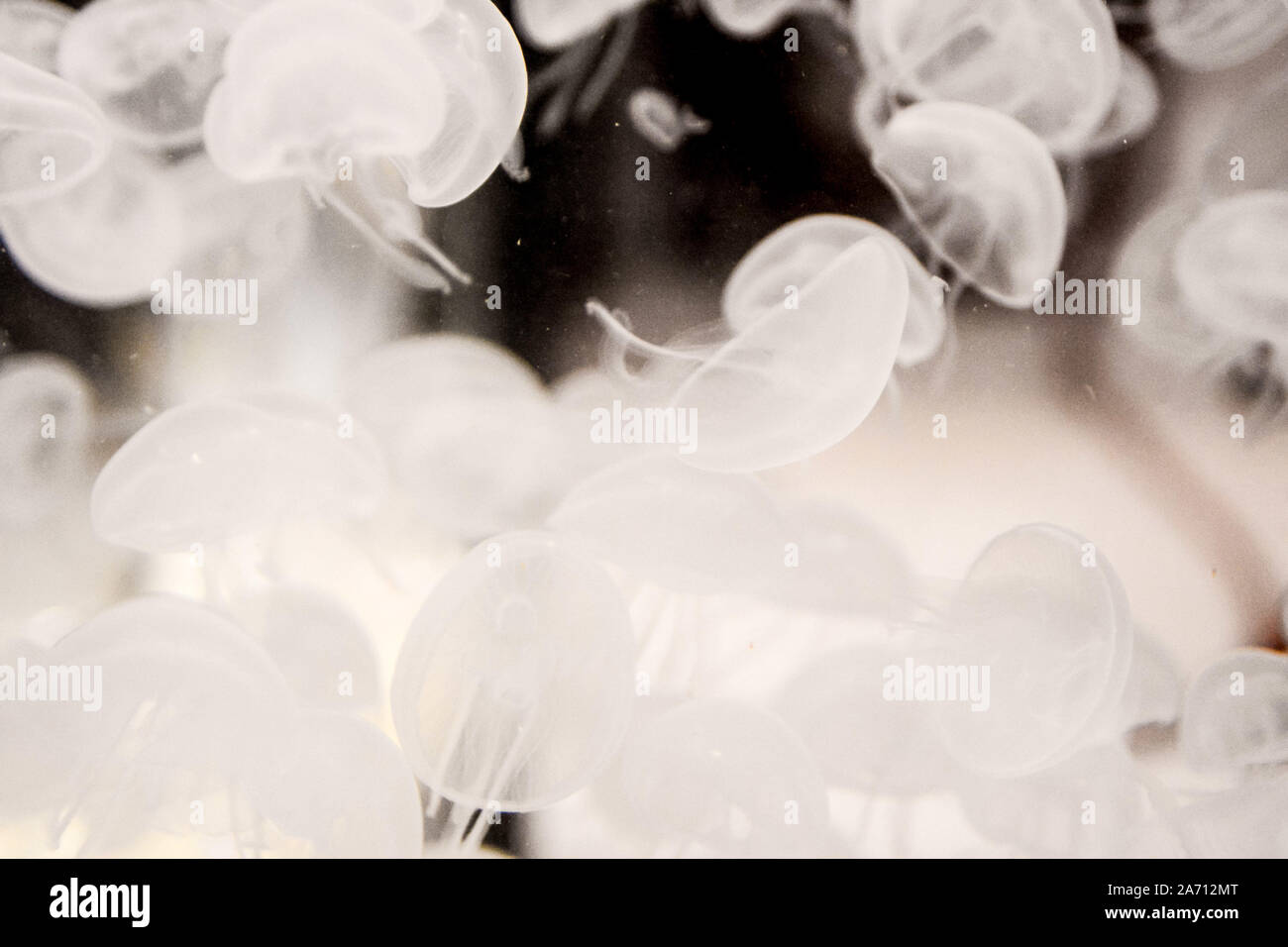 Photo Picture of Some Jellyfish Dangerous Poisonous Medusa Stock Photo ...