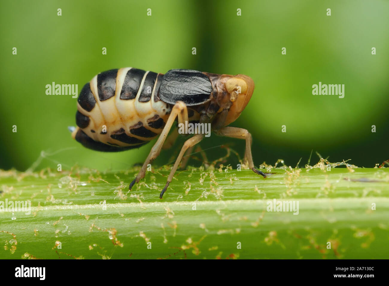 Planthopper rest on plant stem hi-res stock photography and images - Alamy
