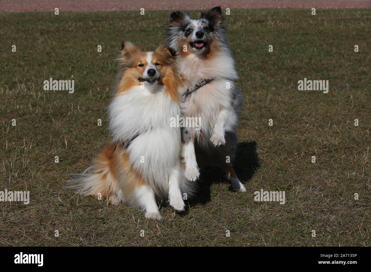 Smiling shetland sheepdog hi-res stock photography and images - Alamy