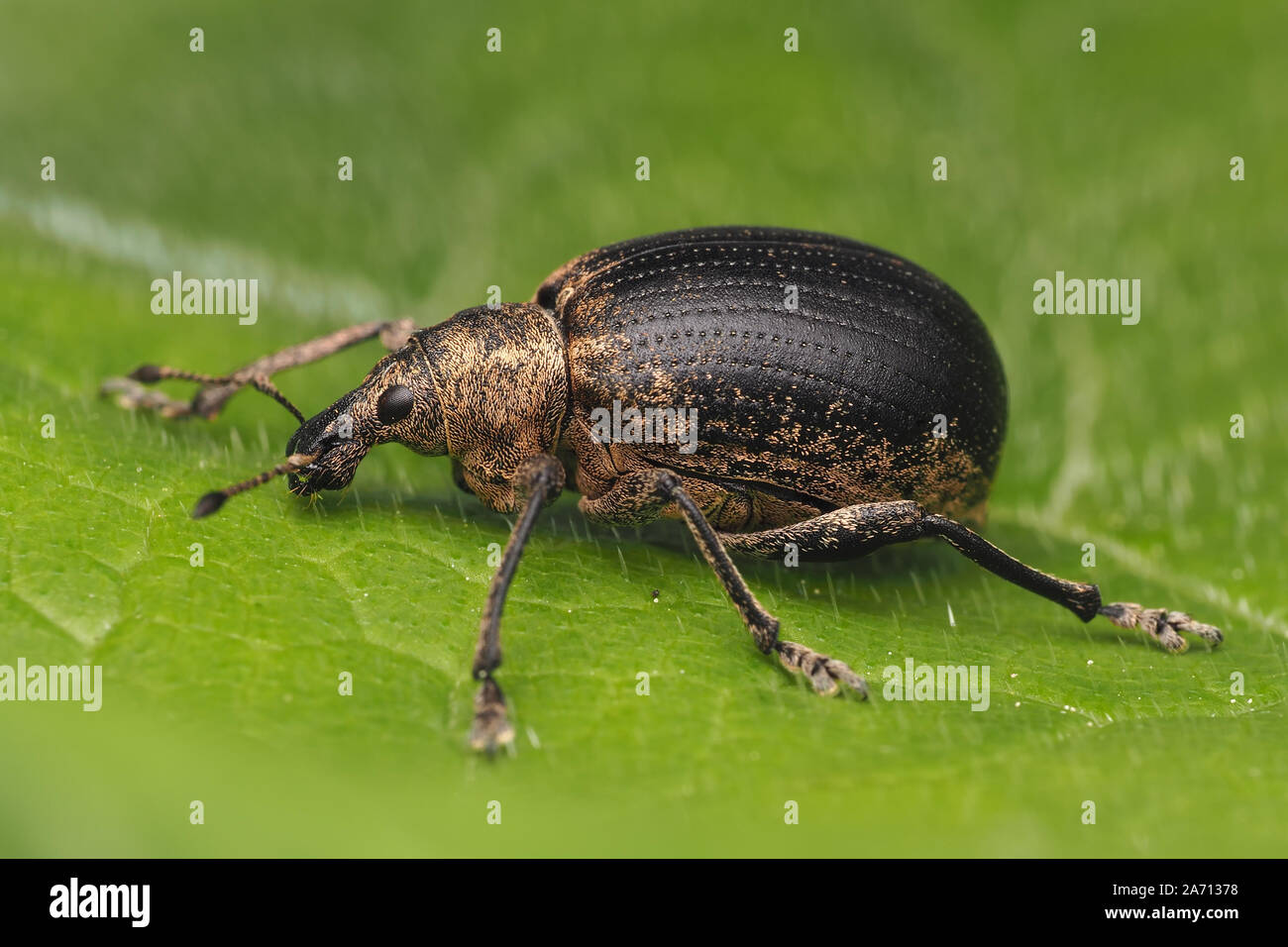 Liophloeus tessulatus Weevil side view showing wear on its scales ...