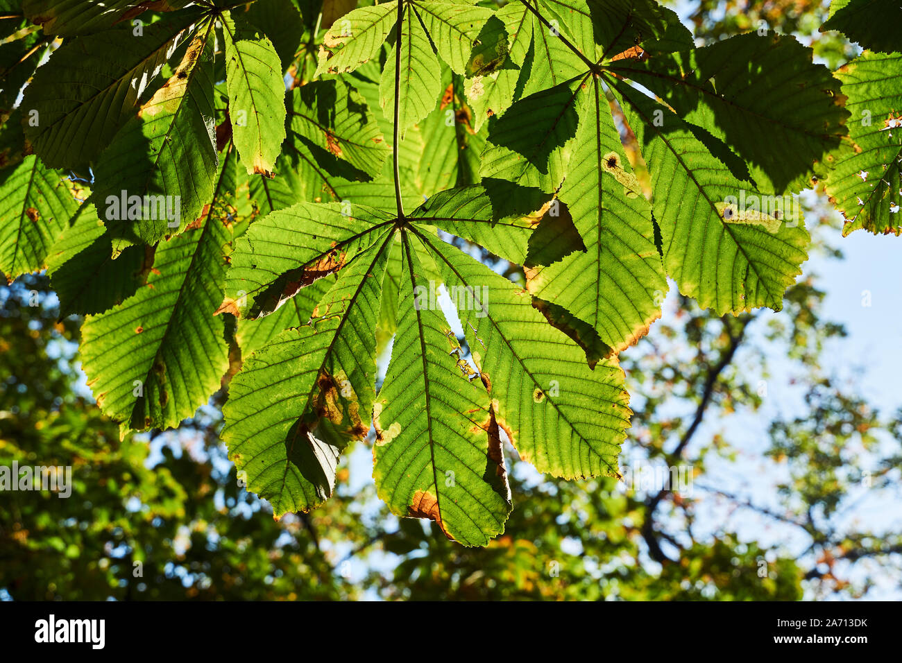 Buckeye leaf hi-res stock photography and images - Alamy