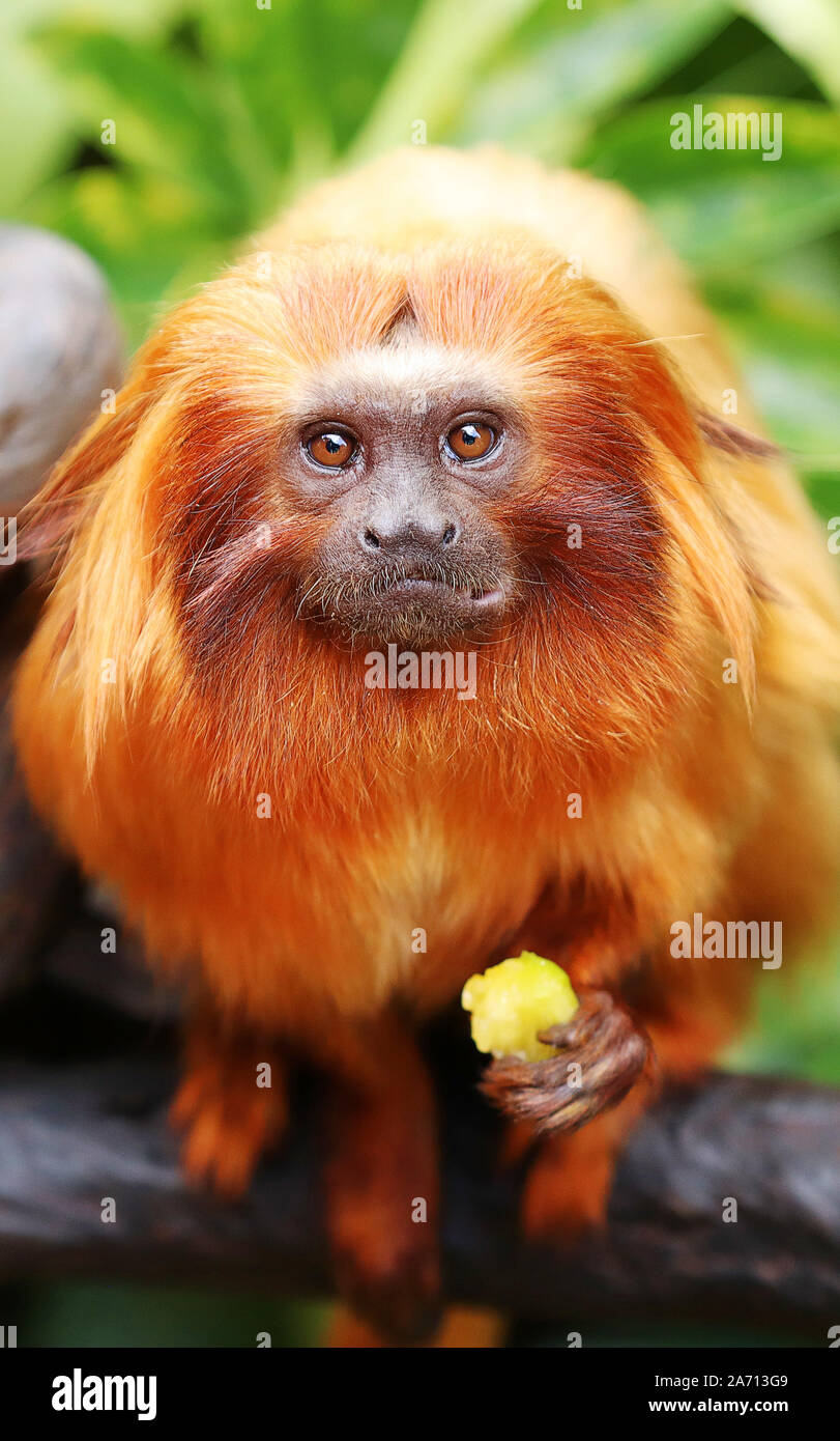 Golden Lion Tamarin Eating