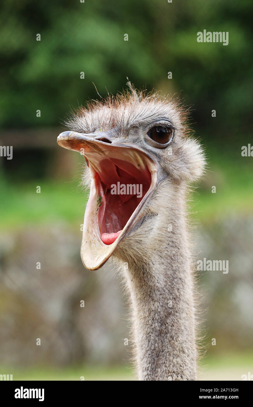 African head hi-res stock photography and images - Alamy