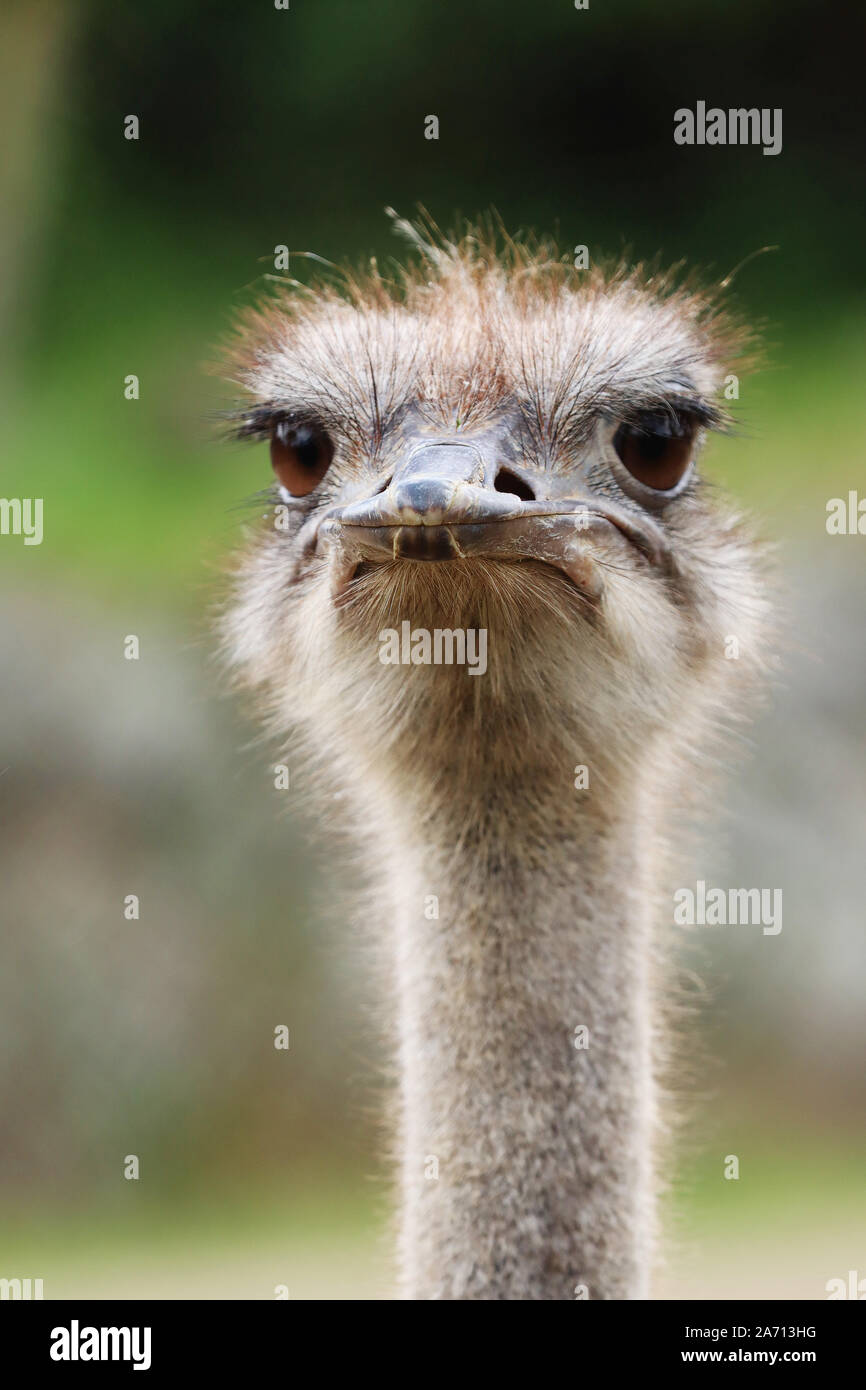 African head hi-res stock photography and images - Alamy
