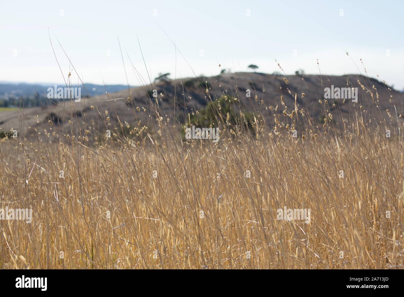 Dead grass hi-res stock photography and images - Alamy