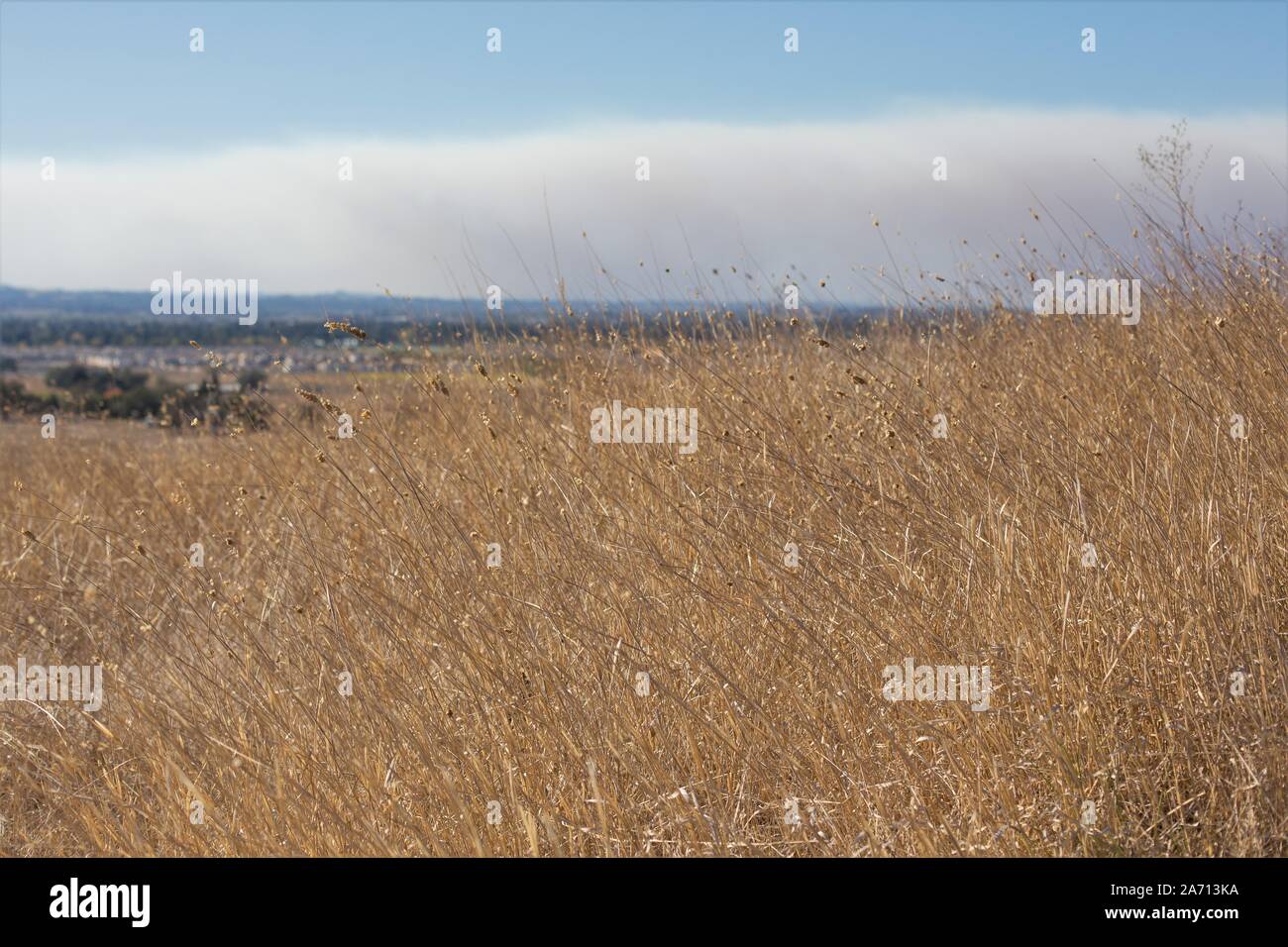 Dry dead grasses hi-res stock photography and images - Alamy
