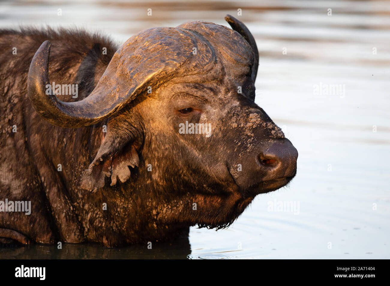African buffalo male hi-res stock photography and images - Alamy