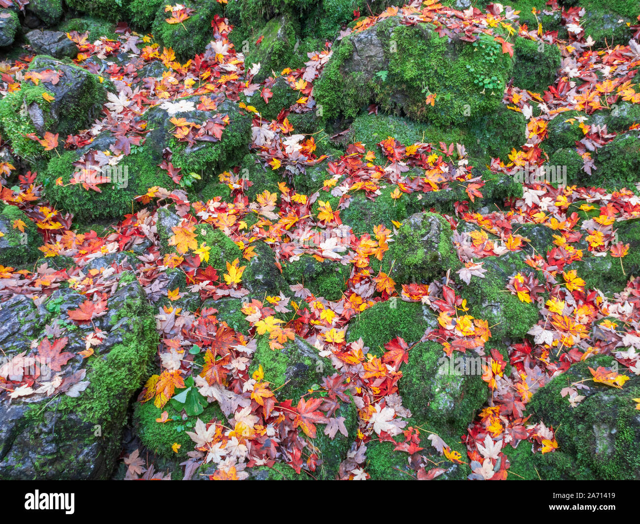 Scattered maple leaves hi-res stock photography and images - Alamy