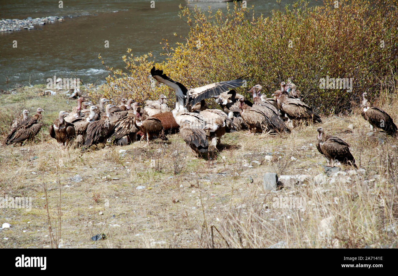 vultures feed on a dead animal on the Tibetan plateau in Sichuan china ...
