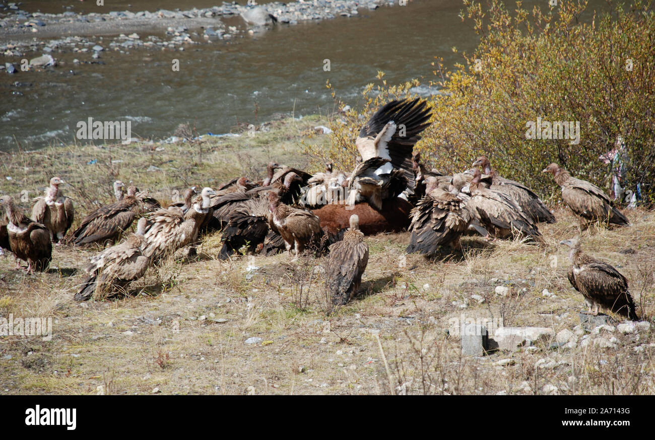vultures feed on a dead animal on the Tibetan plateau in Sichuan china ...