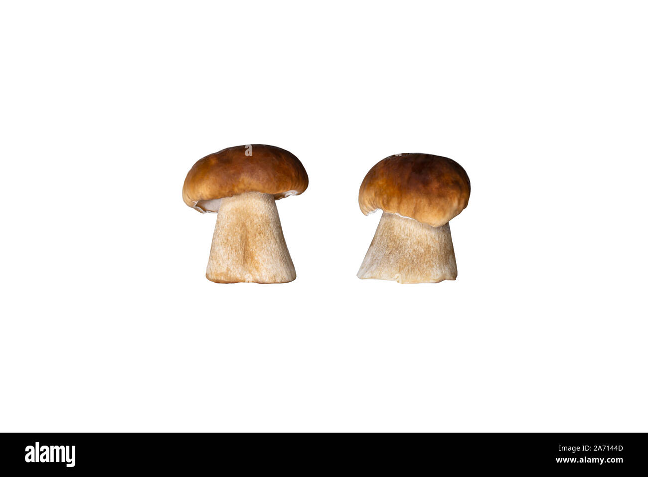 Standing one fungus Boletus edulis, isolated on white background with ...