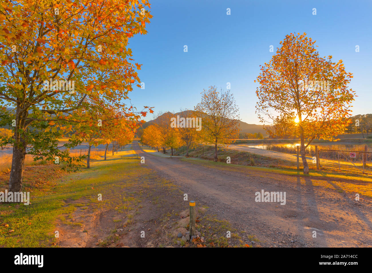 Autumn coloured trees Stock Photo - Alamy