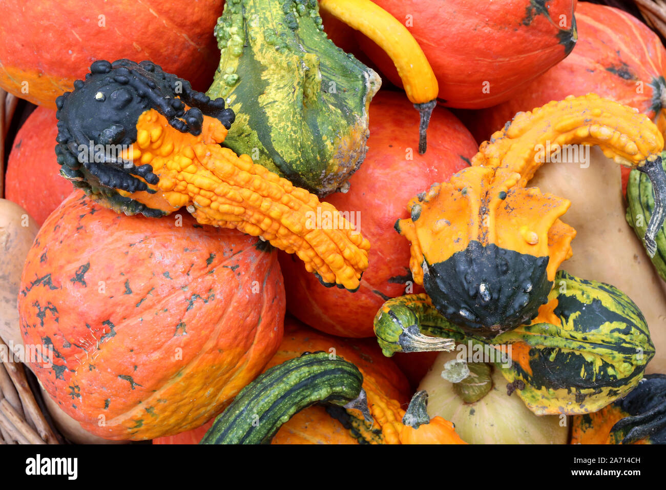 Coloquintes et de courges. Haute-Savoie. France Stock Photo - Alamy