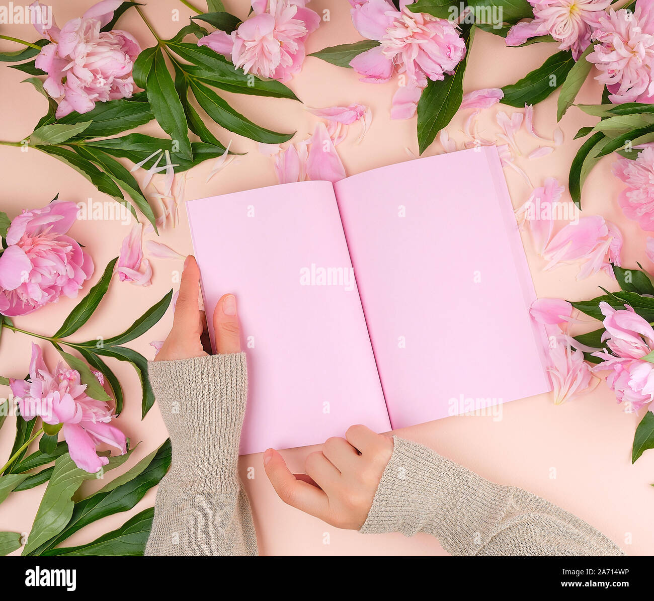 open blank notebook with pink sheets and two female hands in a sweater ...