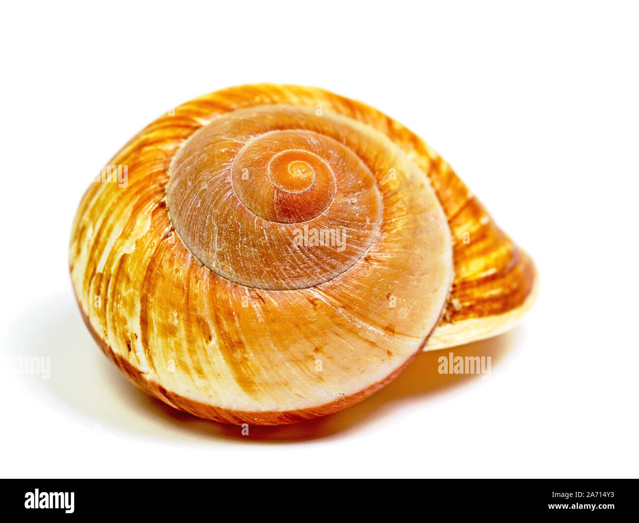 Housing of a sea slug in a closeup against white background Stock Photo ...