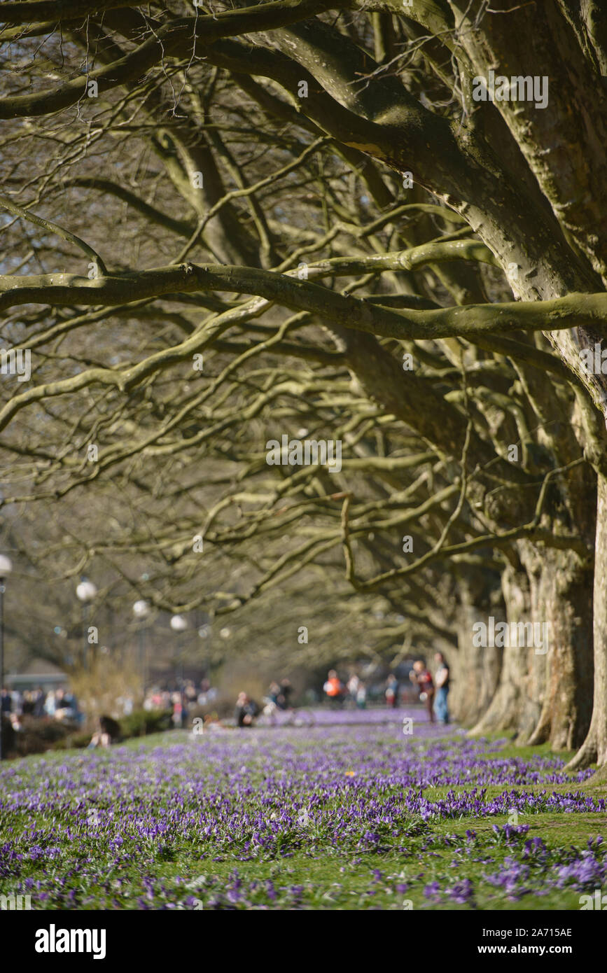 Purple crocus flowers meadow scene. Crocus meadow flowers. Purple ...