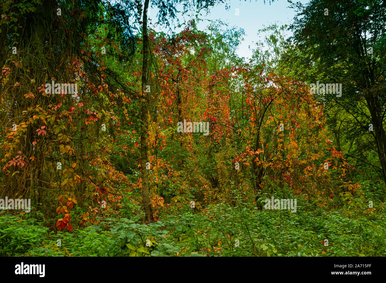 Beautiful forest path hi-res stock photography and images - Alamy
