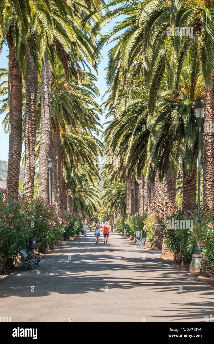 Palm tree walk way hi-res stock photography and images - Alamy