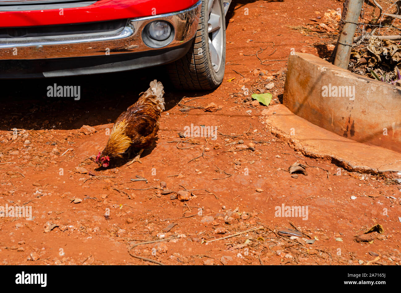 Domestic fowls hi-res stock photography and images - Alamy
