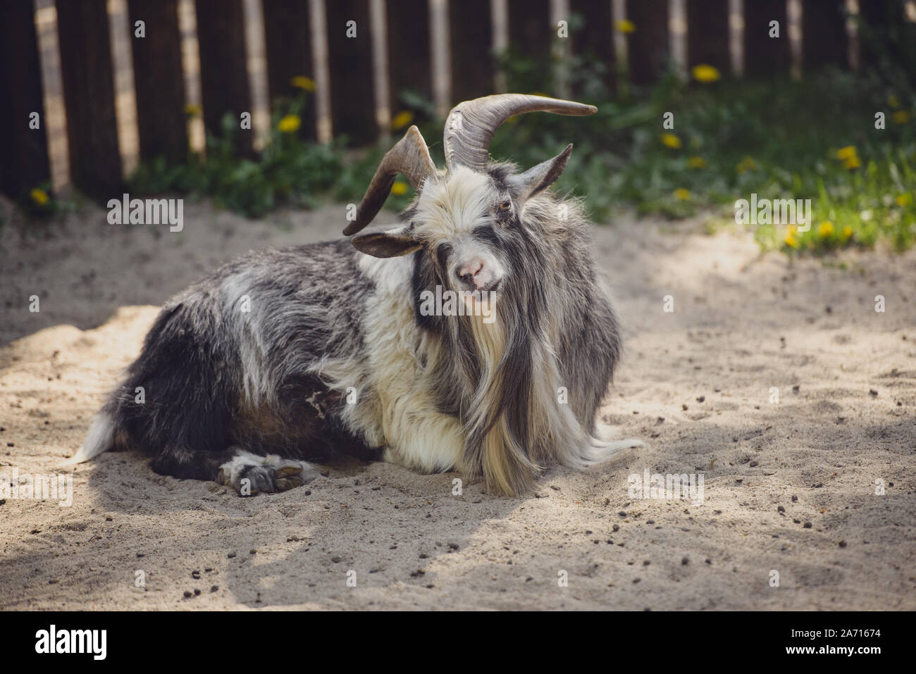 Three baby goat resting on the ground on sunny day in the farm Stock ...