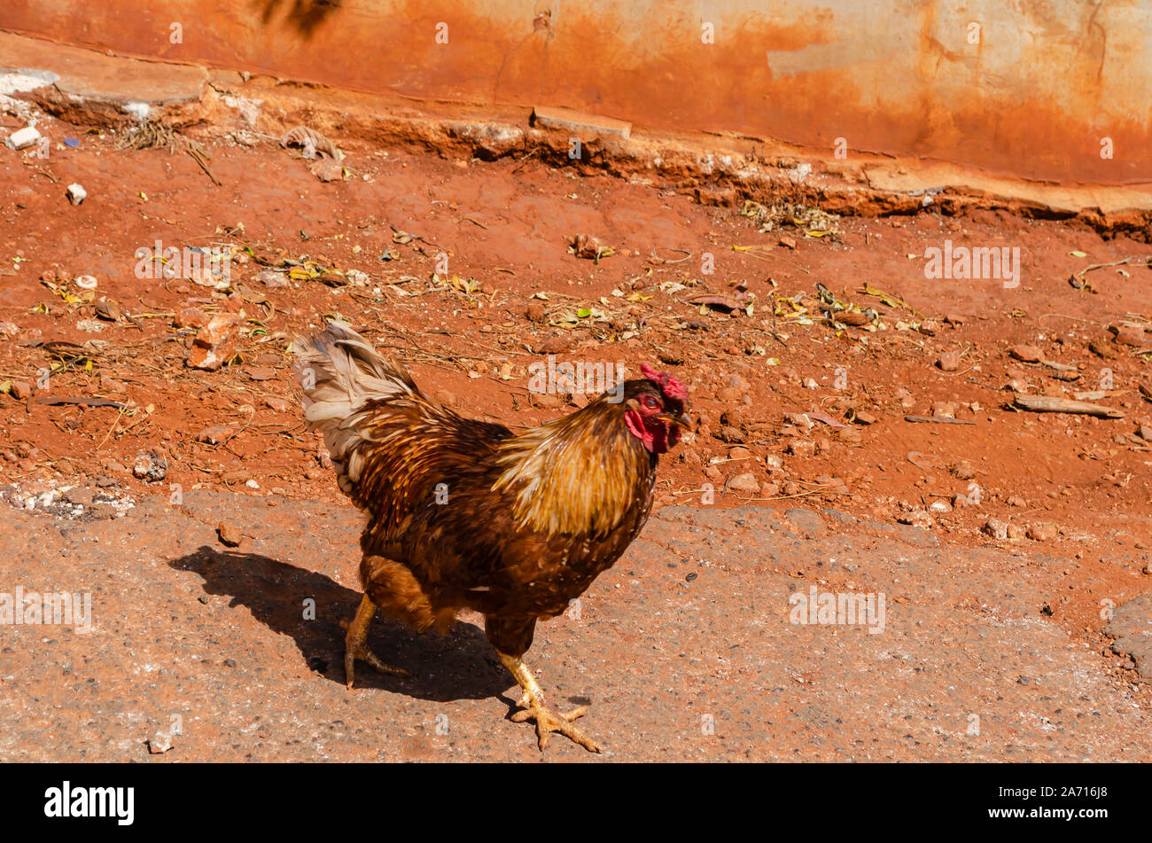 Hen On The Run Stock Photo - Alamy