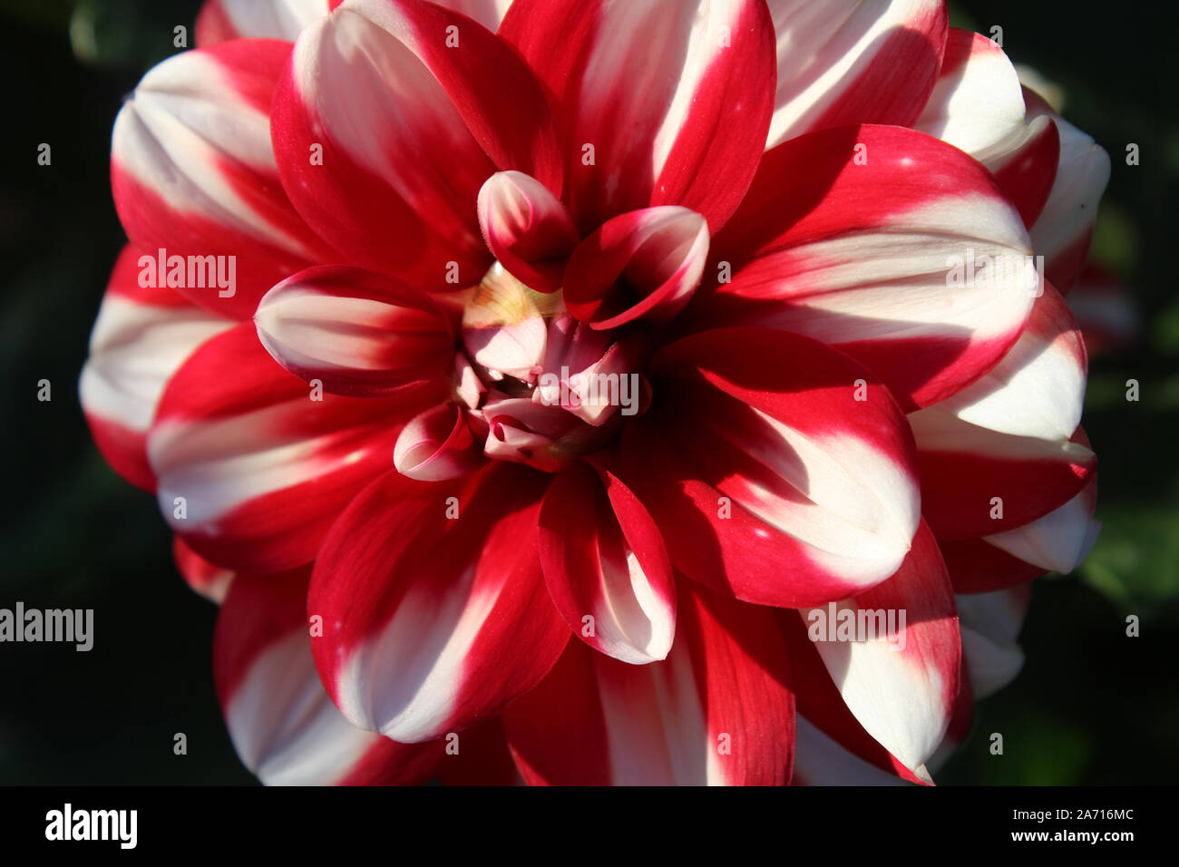 Red and white striped flowers hi-res stock photography and images - Alamy