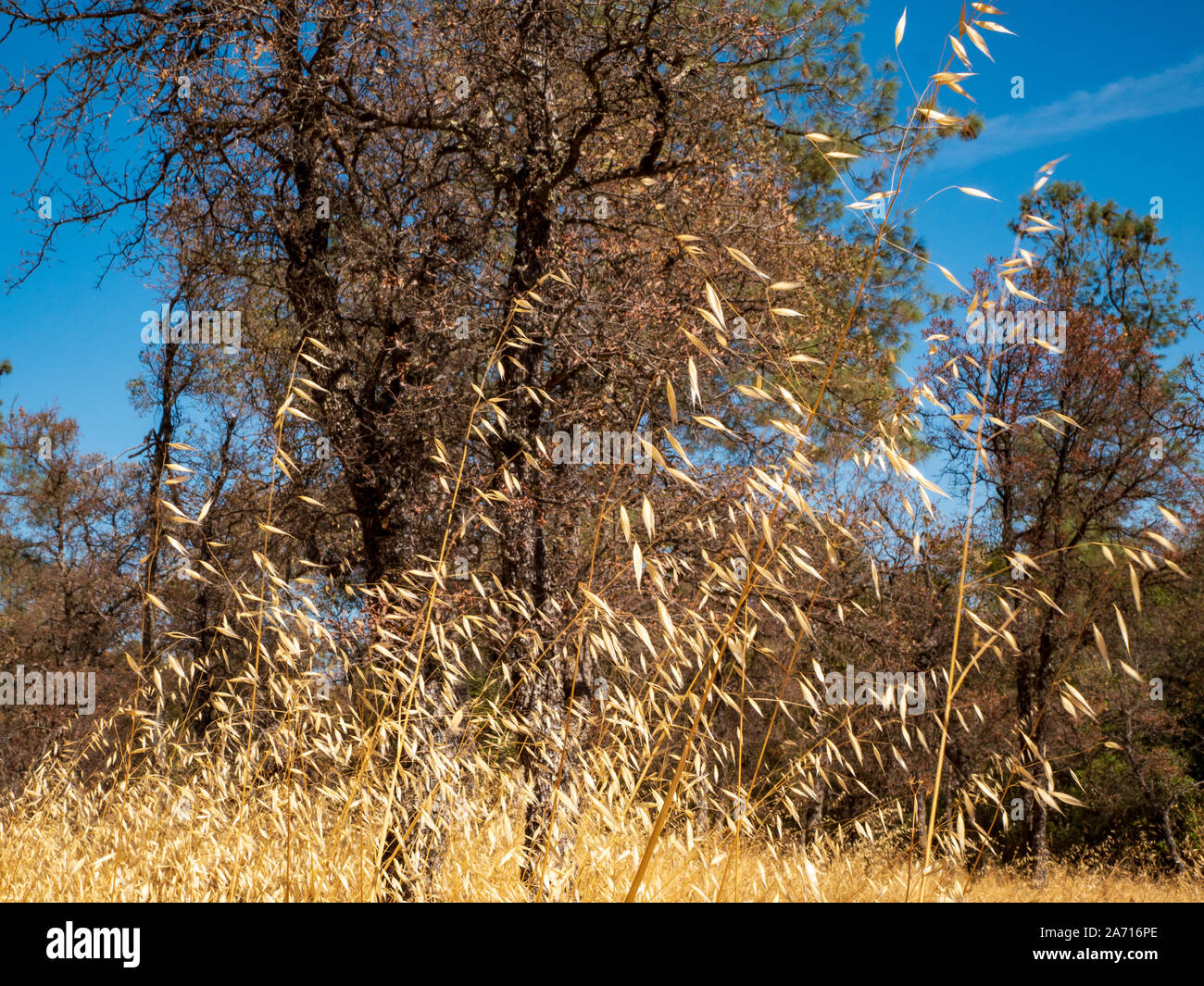 Oak savanna in sierra foothills fall autumn landscape Stock Photo - Alamy