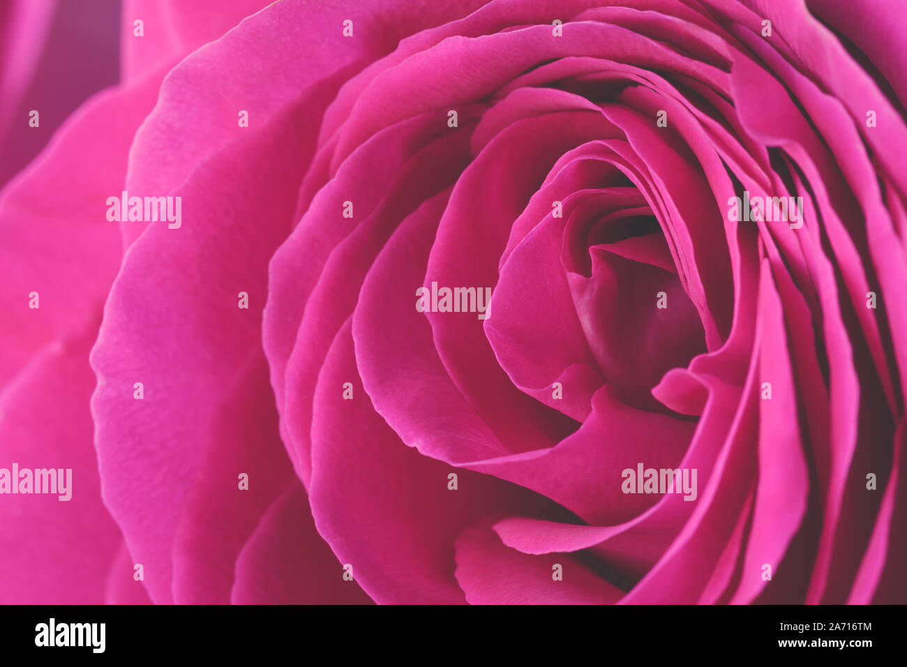 Fresh pink rose flower petals macro background, toned Stock Photo - Alamy
