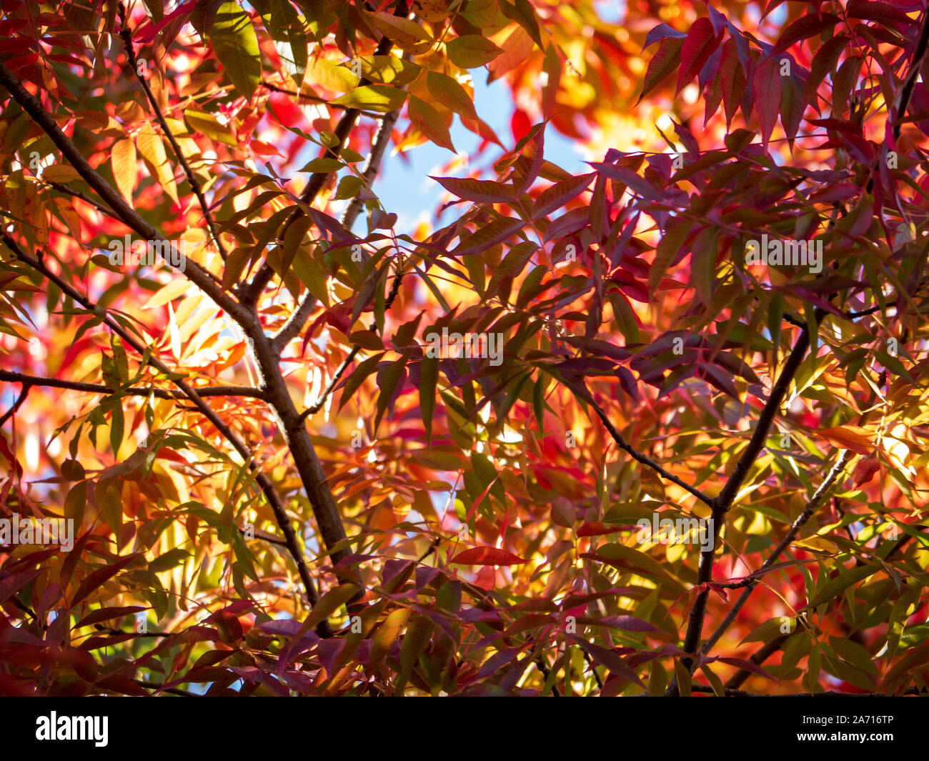 High key fall autumn red orange leaf color Stock Photo - Alamy