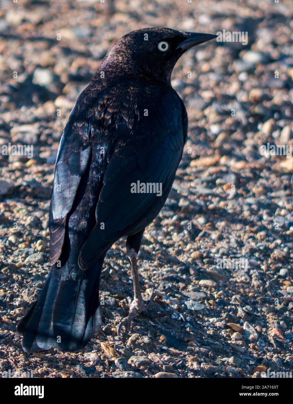 Brewer's blackbird shot at nimbus fish hatchery Stock Photo - Alamy