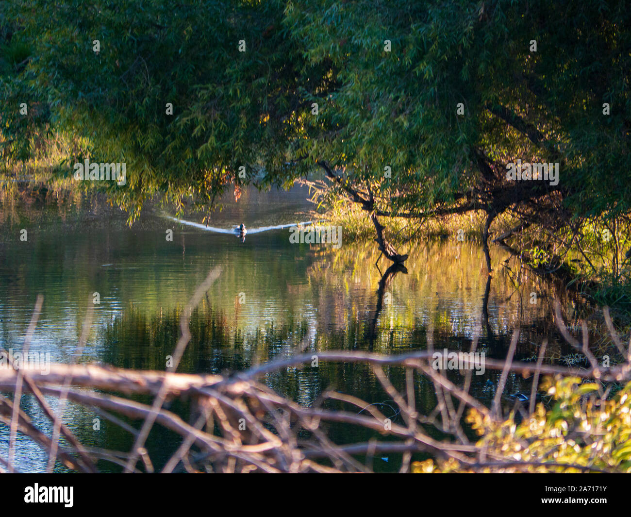 Wooded pond hi-res stock photography and images - Alamy