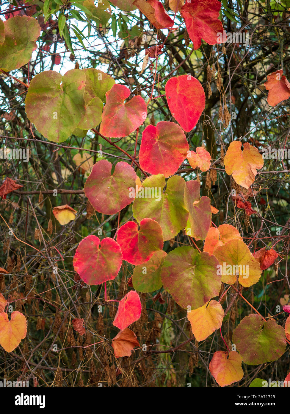Red and orange leaf hi-res stock photography and images - Alamy