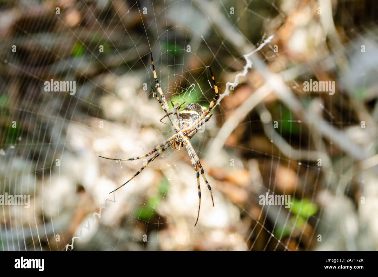 Underneath A Argiope Spider Stock Photo - Alamy