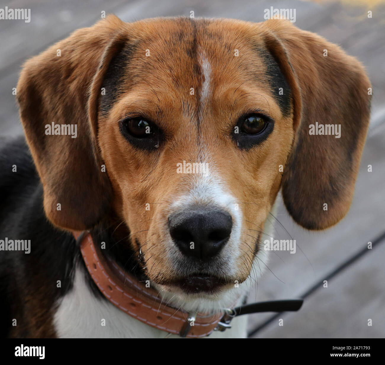 portrait of beagle dog, beautiful beagle dog Stock Photo - Alamy