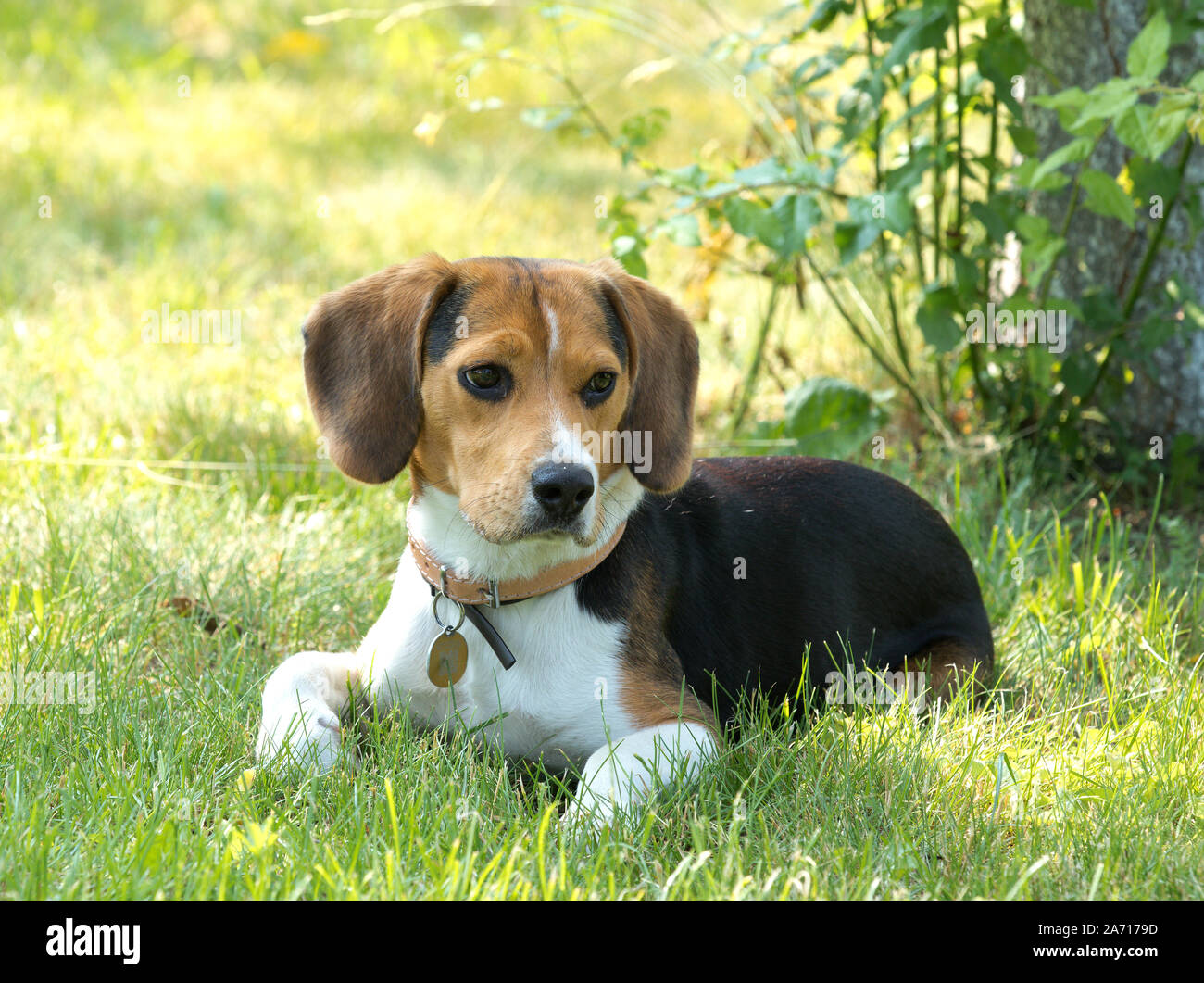 Beagle hi-res stock photography and images - Alamy