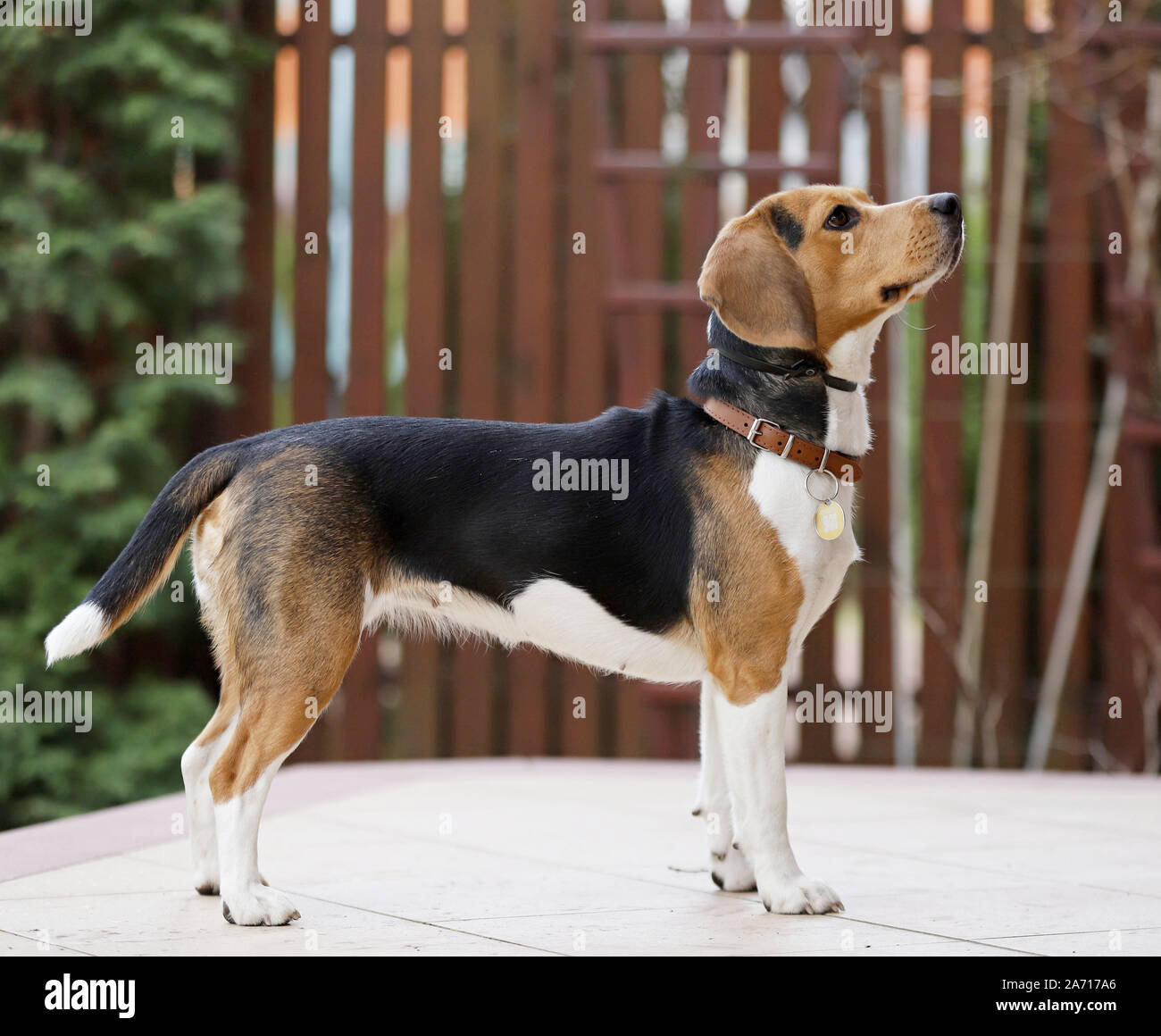 Purebred beagle hi-res stock photography and images - Alamy