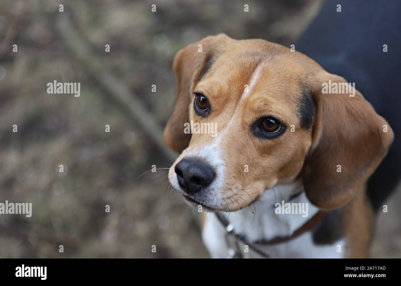 portrait of beagle dog, beautiful beagle dog Stock Photo - Alamy